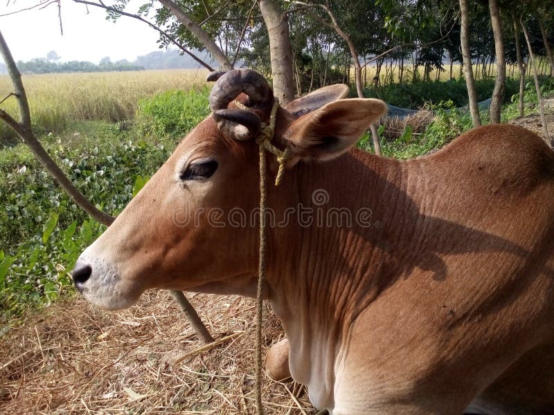 Cow in the jungle stock image. Image of wildlife, brown - 88789619