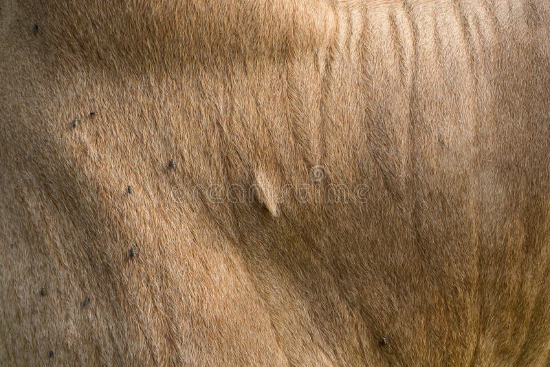 Brown cow skin stock image. Image of design, fashion - 106824873