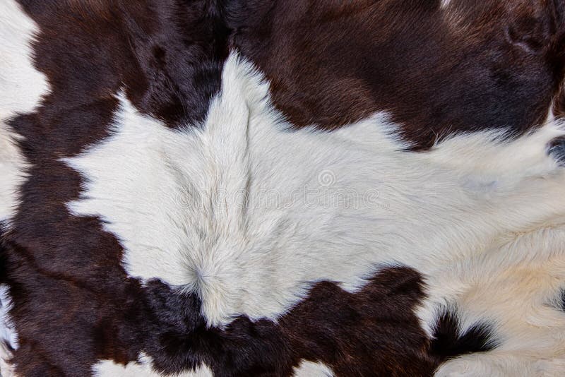 Brown Cow Skin Coat with Fur Black White and Brown Spots Stock Photo ...