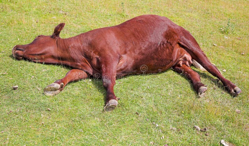 Brown Cow Sleeping in a Field Stock Image - Image of mammal, brown ...
