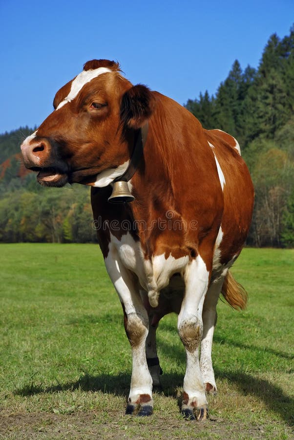 Brown cow standing stock photo. Image of quiet, bell, curious - 6791044