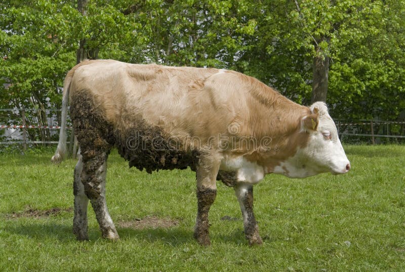 Brown cow stock image. Image of agricultural, cattle - 36234103