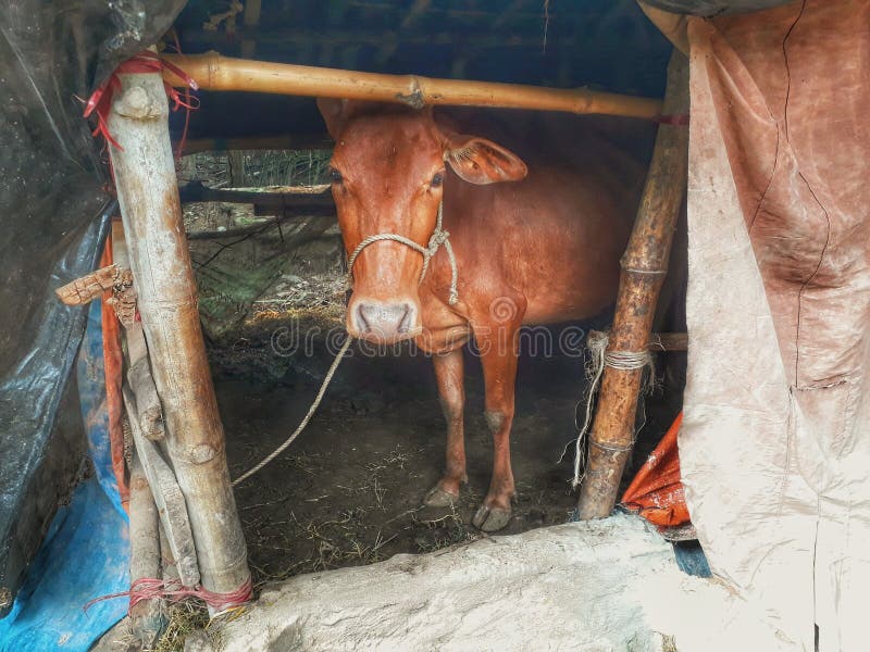 Brown Cow Tied with Rope in a Barn Stock Photo - Image of wildlife ...
