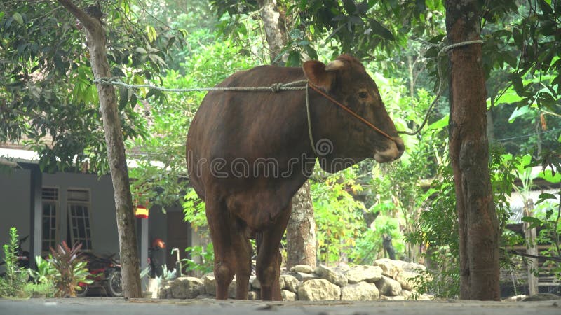 Brown Cow Tied with a Rope To a Tree Stock Footage - Video of green ...