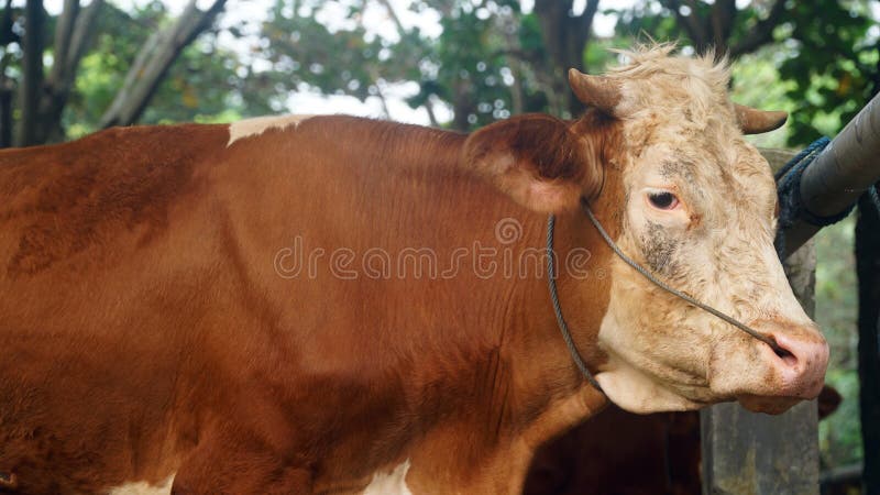 Brown Cow White Head Short Horns Stock Photos - Free & Royalty-Free ...
