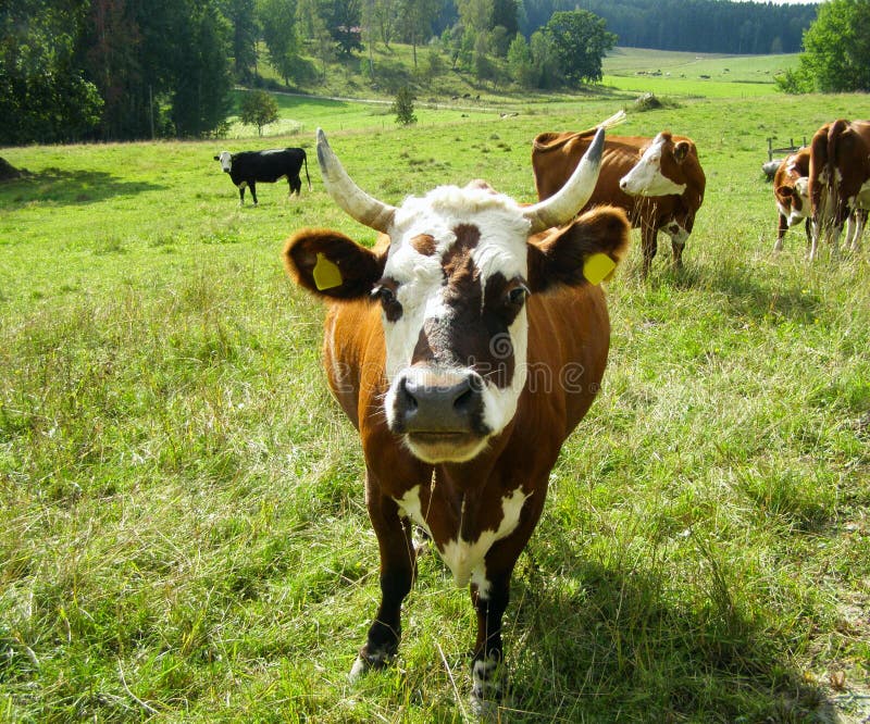 Brown Cow with White Muzzle Stock Photo - Image of beef, mammal: 109476806