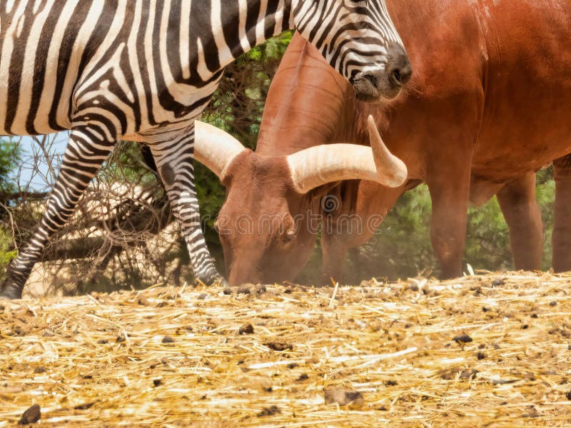 Brown Cow and Zebra Eating on the Field in the Zoo Stock Photo - Image ...