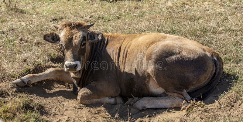 143 Cown Stock Photos - Free & Royalty-Free Stock Photos from Dreamstime