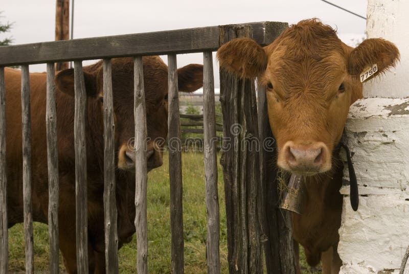 Brown Cows in a Farmers Field Stock Photo - Image of herd, milk: 997276