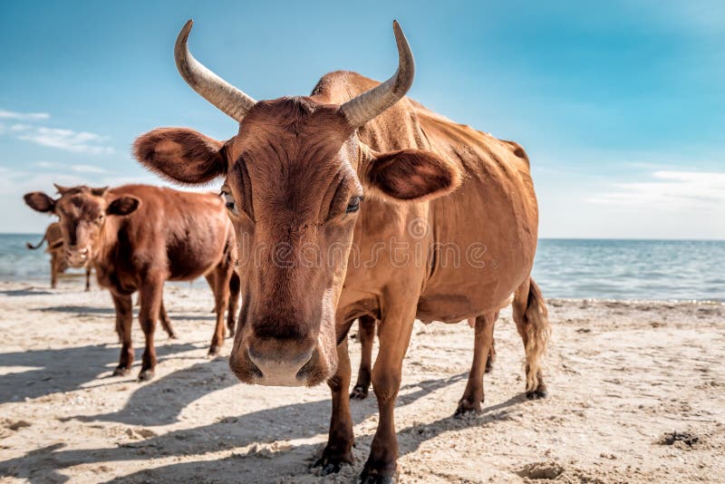 Cows on beach stock image. Image of sunny, seaside, drought - 28036473
