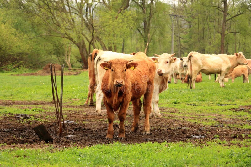 Brown Cows and Cattle on Rainy Day Stock Image - Image of farm, graze ...