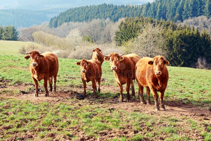 Brown Cows and Cattle on a Spring Day in Germany. Stock Image - Image ...