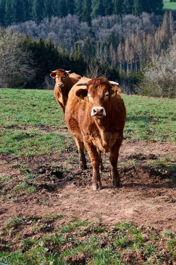 Brown Cows and Cattle on a Spring Day in Germany. Stock Photo - Image ...