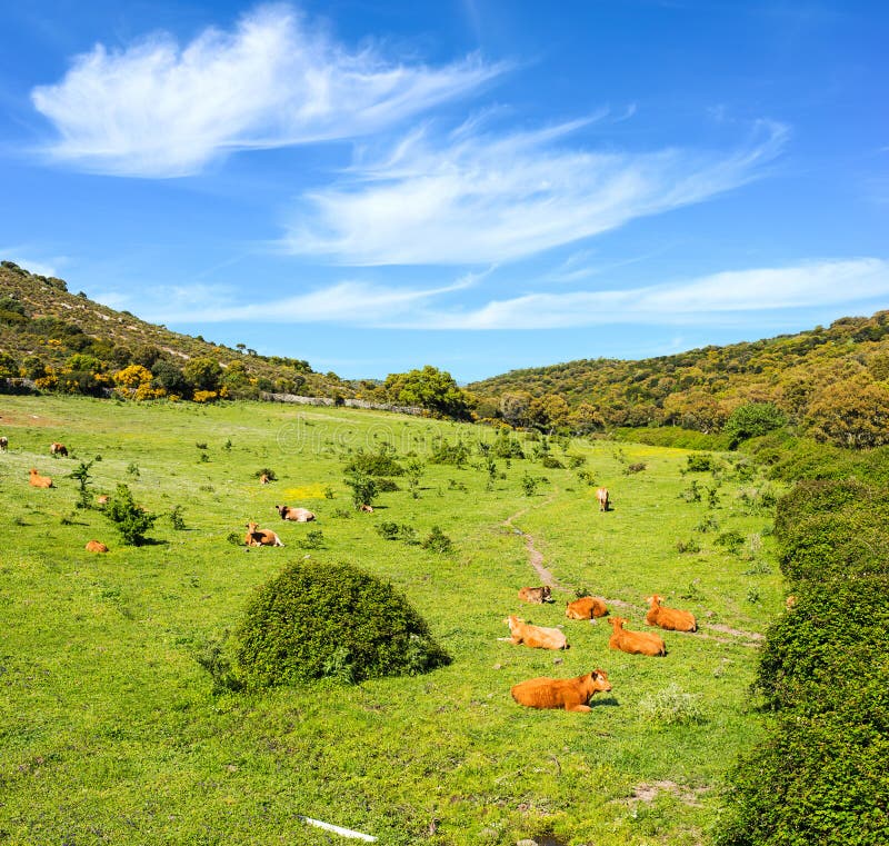 Brown Cows in a Green Field Stock Photo - Image of milk, farm: 72753640