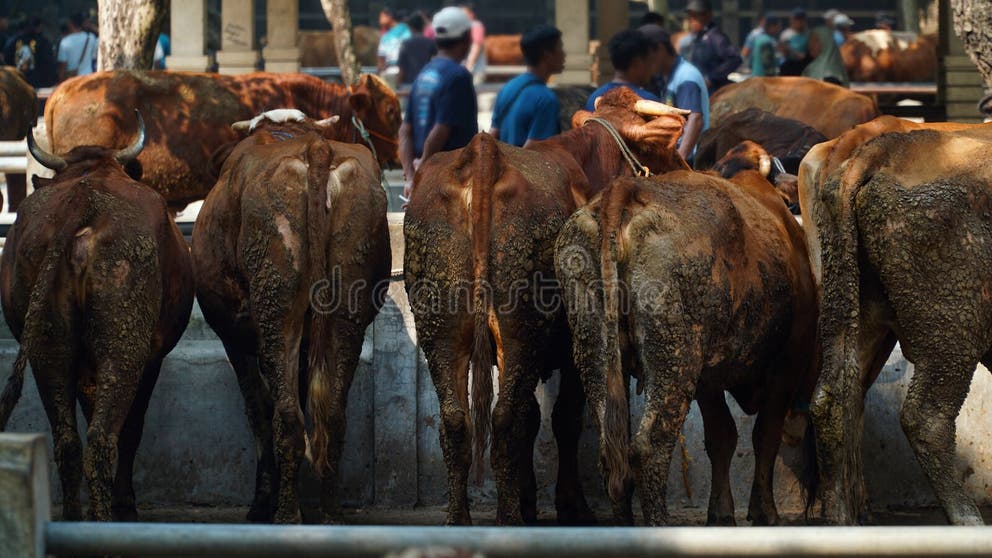 Brown Cows Lined Up Seen from Behind Stock Photo - Image of buffalo ...