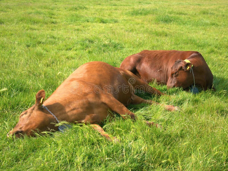 Brown Cows Resting and Sleeping at Midsummer Common, Cambridge Stock Image - Image of chew, bull ...