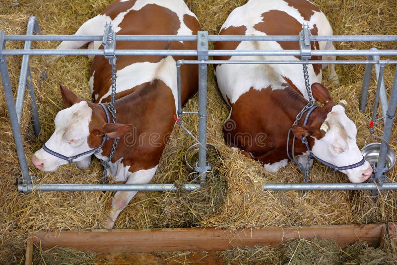 Brown Cows Resting in the Stable on Farm Stock Photo - Image of ...