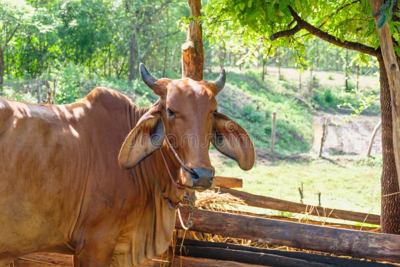 Brown cows on a rural farm stock image. Image of highland - 227065857
