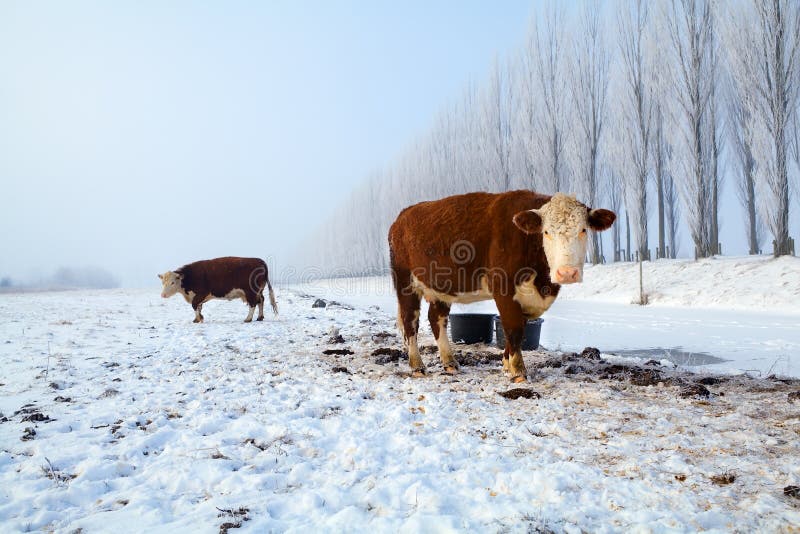 Brown Cows on Snow in Winter Stock Photo - Image of mist, white: 29156802