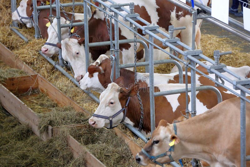Cows in Stable stock image. Image of cage, animal, cattle - 11330367