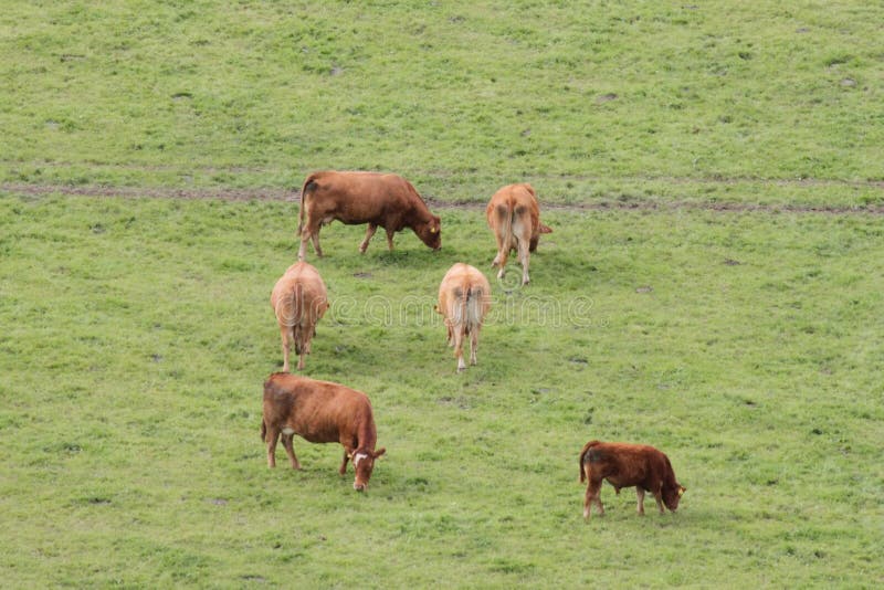 Brown Cows stock photo. Image of green, natural, view - 77791256