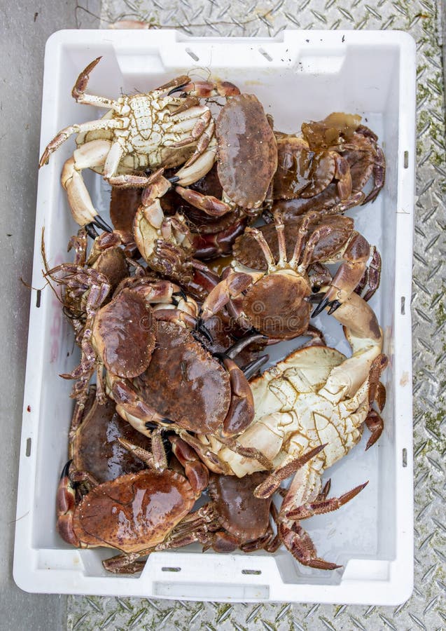 Brown Crab Captured and Stored in a White Box Stock Photo - Image of ...