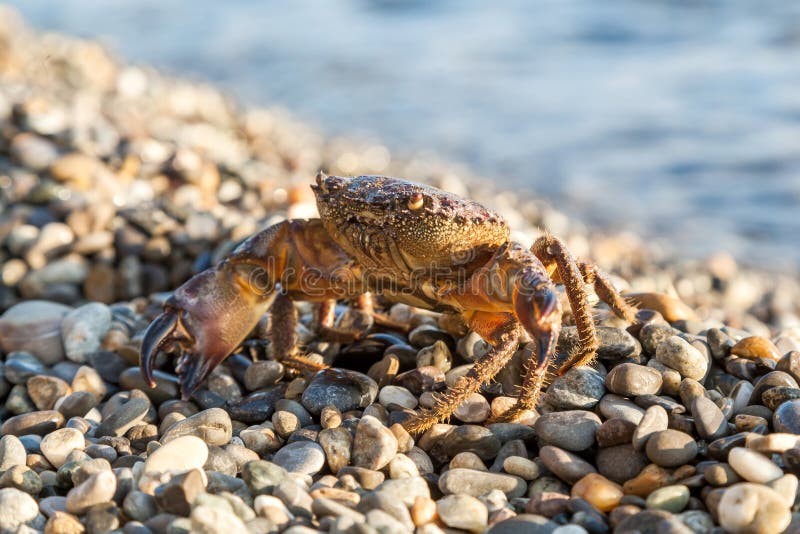 The brown crab stock image. Image of crab, brown, outdoors - 65141923