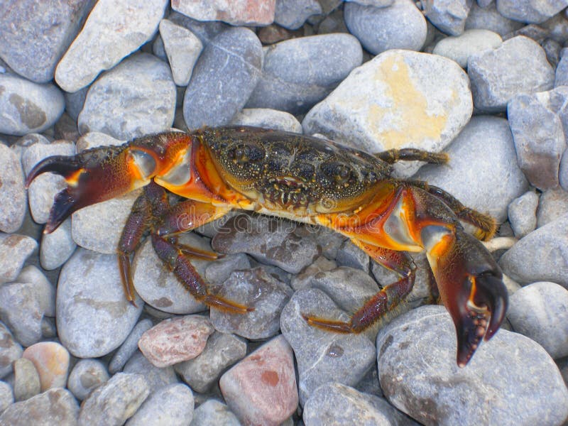 The Brown Crab Walks on a Pebble Beach Stock Photo - Image of crab ...