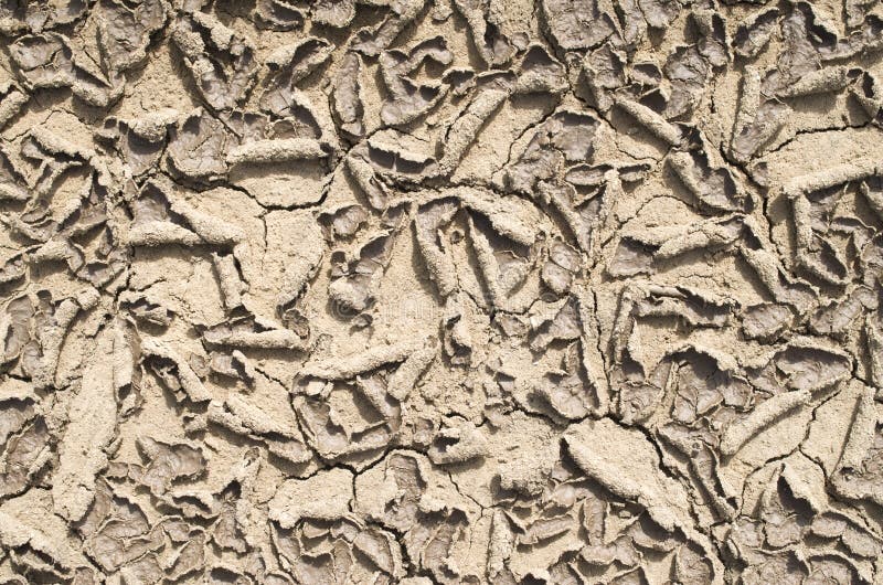 Brown Cracked and Dried Mud Texture Stock Image - Image of desert ...