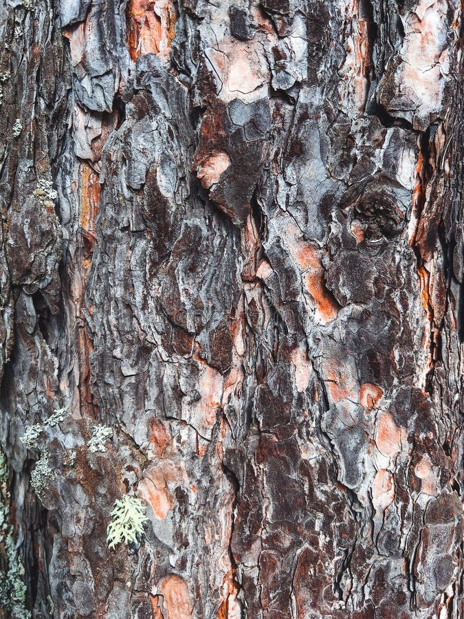 Brown Cracked Tree Bark Texture Stock Image - Image of brown, material ...