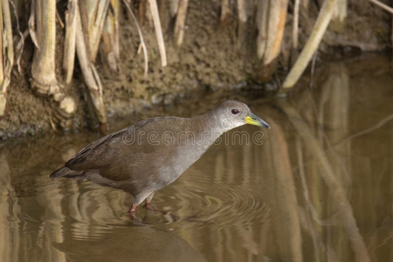 Brown Crake or Amaurornis Akool, Up Close Stock Image - Image of wing ...
