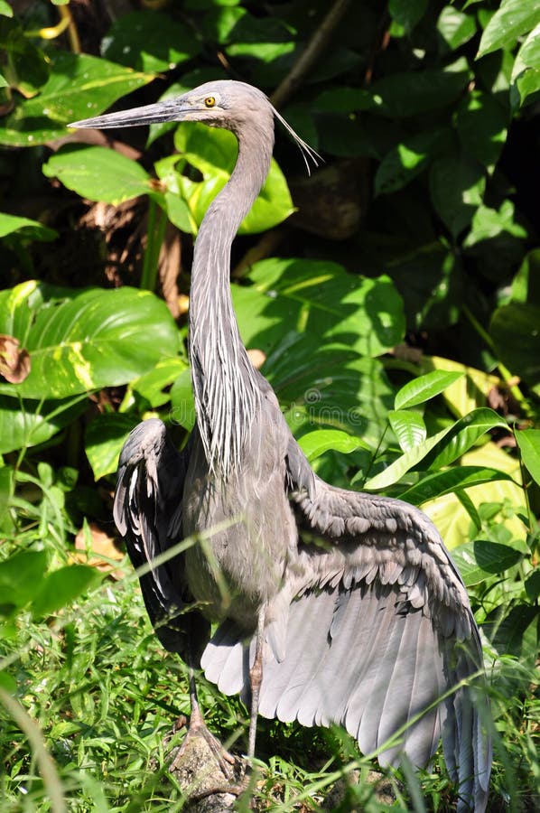 Brown Crane stock image. Image of neck, fish, asian, crane - 13336951