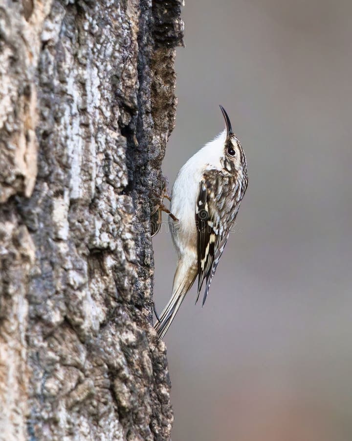 Brown Creeper Bird on Tree Bark Stock Image - Image of small, brown ...