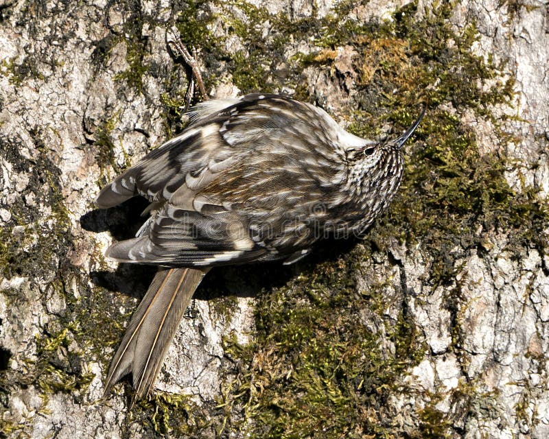 Brown Creeper Bird Photo. on a Tree Trunk Looking for Insect in Its ...