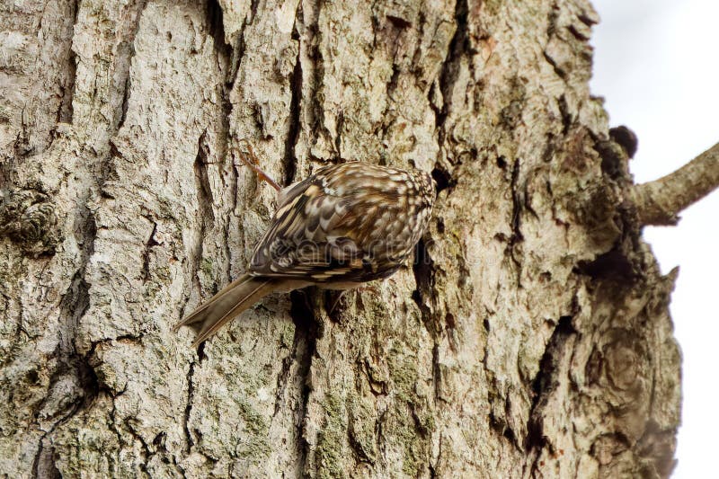 Brown Creeper stock image. Image of forest, outdoor - 347467287