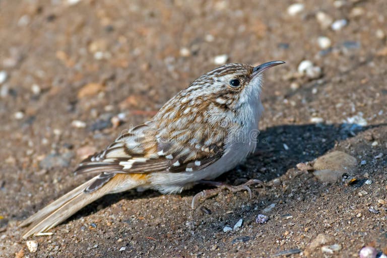 Brown Creeper stock photo. Image of bird, seed, migrate - 29937844
