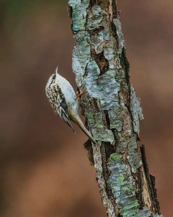 Brown Creeper stock photo. Image of animal, bird, tree - 313463698