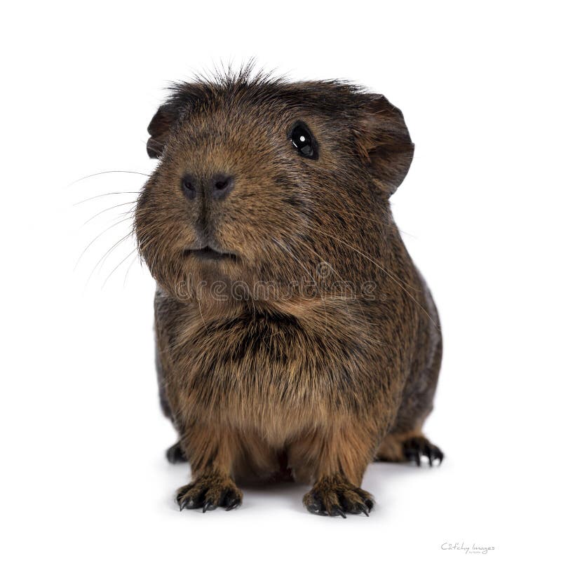 Brown Crested Guinea Pig on White Stock Photo - Image of cutout ...