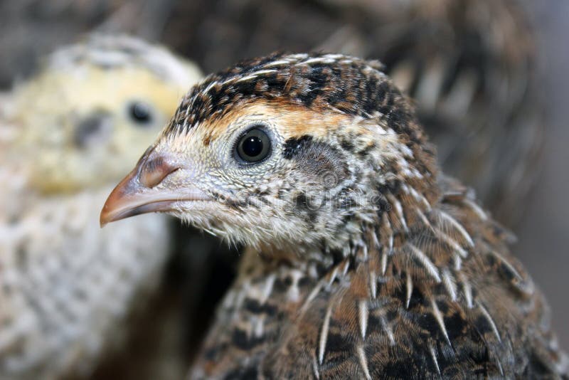 Brown crested quail stock photo. Image of nature, bird - 44007292