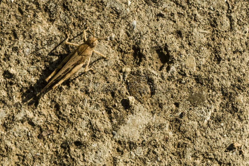 Brown cricket camouflage stock photo. Image of macro - 33108808