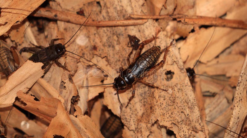 Brown Cricket on a Dry Leaf Under the Sunlight Stock Image - Image of ...