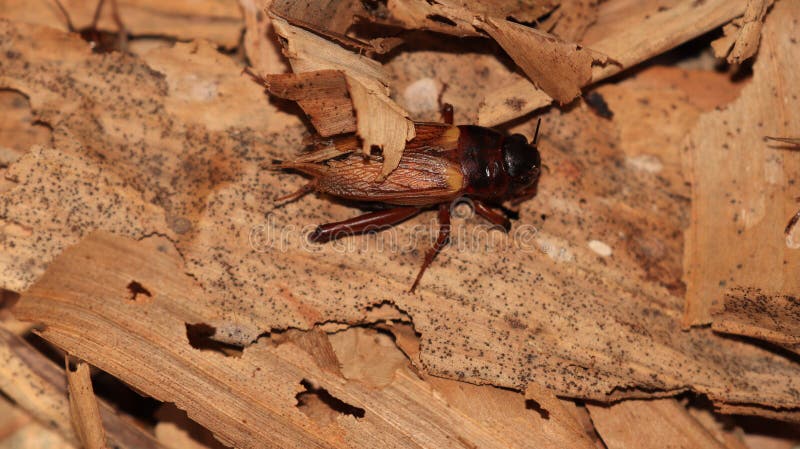 Brown Cricket on a Dry Leaf Under the Sunlight Stock Photo - Image of ...