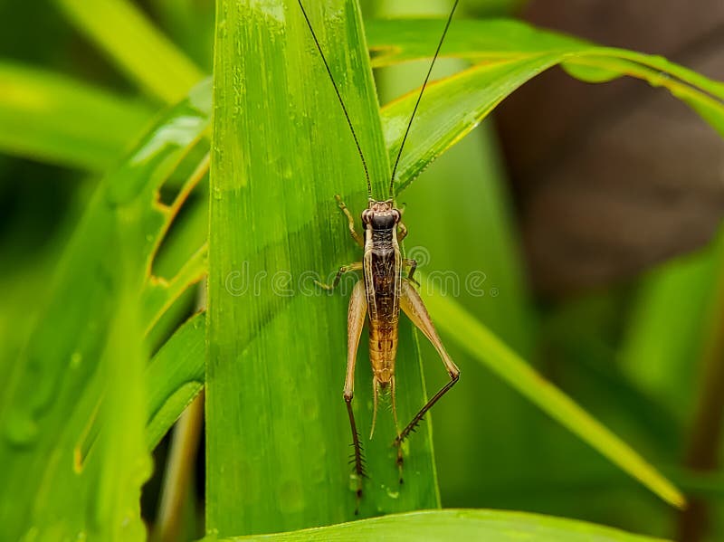 A Brown Cricket on the Green Grass Stock Photo - Image of garden ...