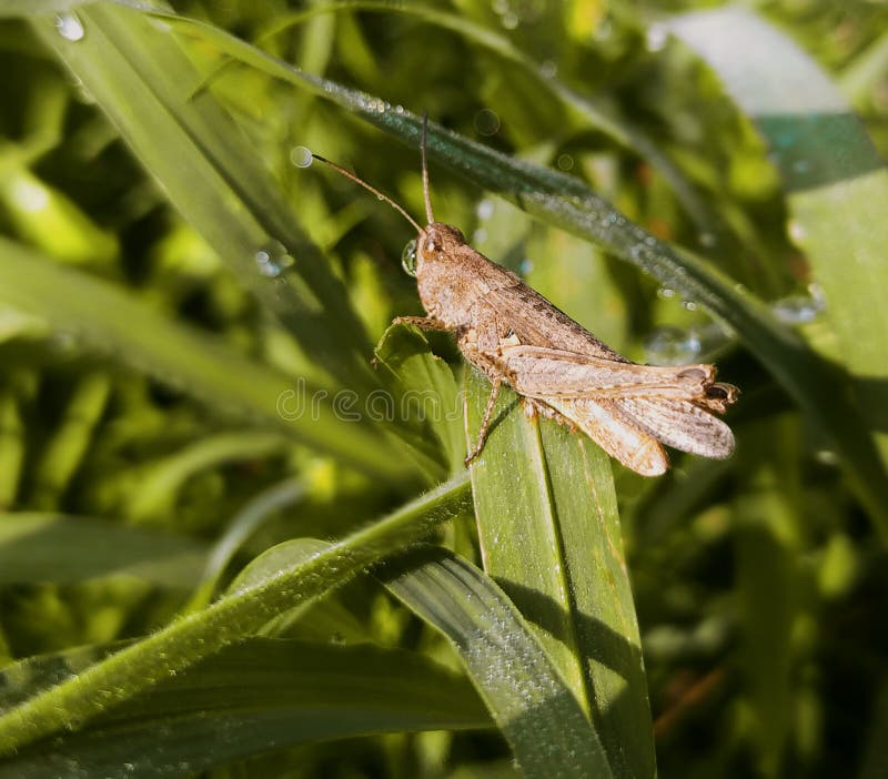 Brown Cricket in Green Grass with Morning Dew Stock Photo - Image of ...
