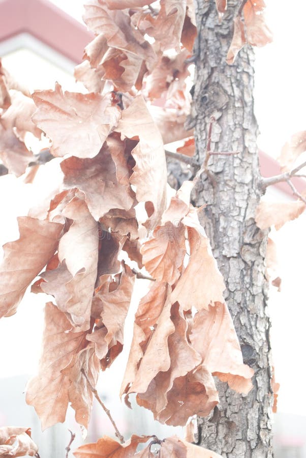 Brown Crispy leaves stock image. Image of seasons, leaves - 242051497