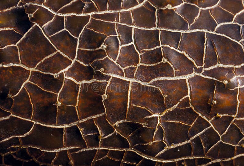 Brown Cucumber Cracked Skin Texture Stock Photos - Free & Royalty-Free ...