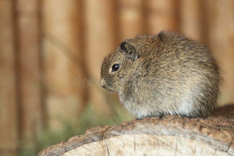 Brown cuis stock image. Image of lying, monasteriensis - 34925243