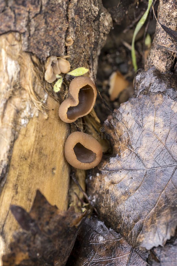Brown Cup Fungus Growing between a Piece of Timber and Downed Leaves ...