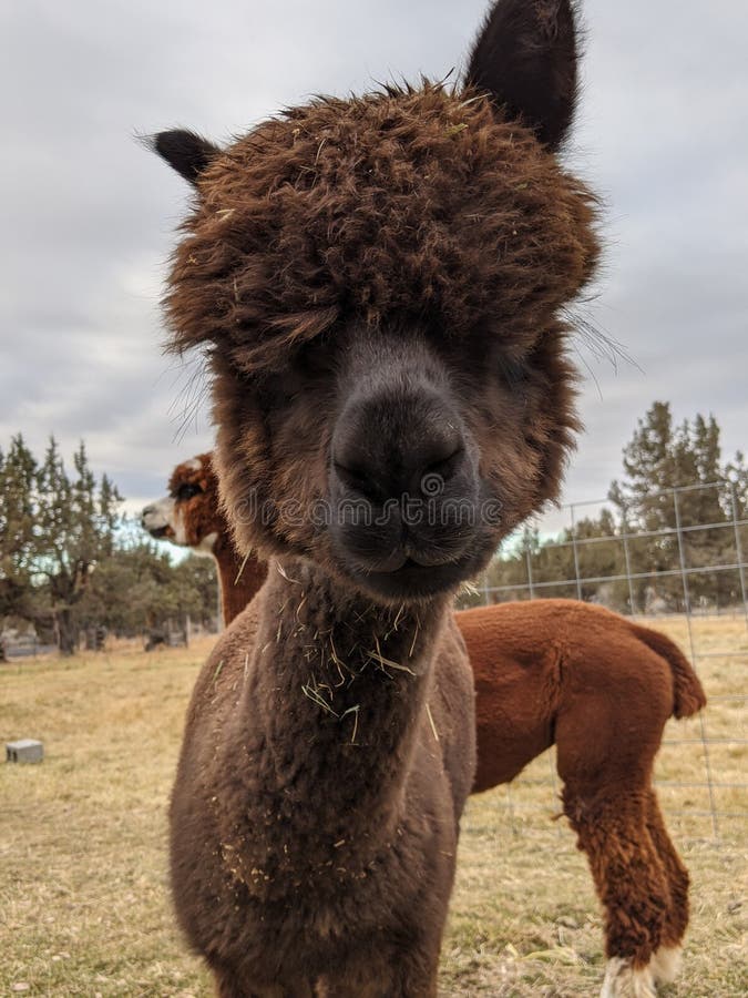 Curious Alpaca stock photo. Image of stare, fleece, alpaca - 31029346