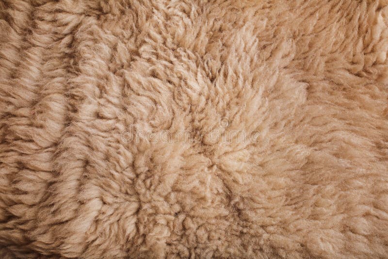 Brown Curled Sheep Fur Texture As Background Stock Photo - Image of ...